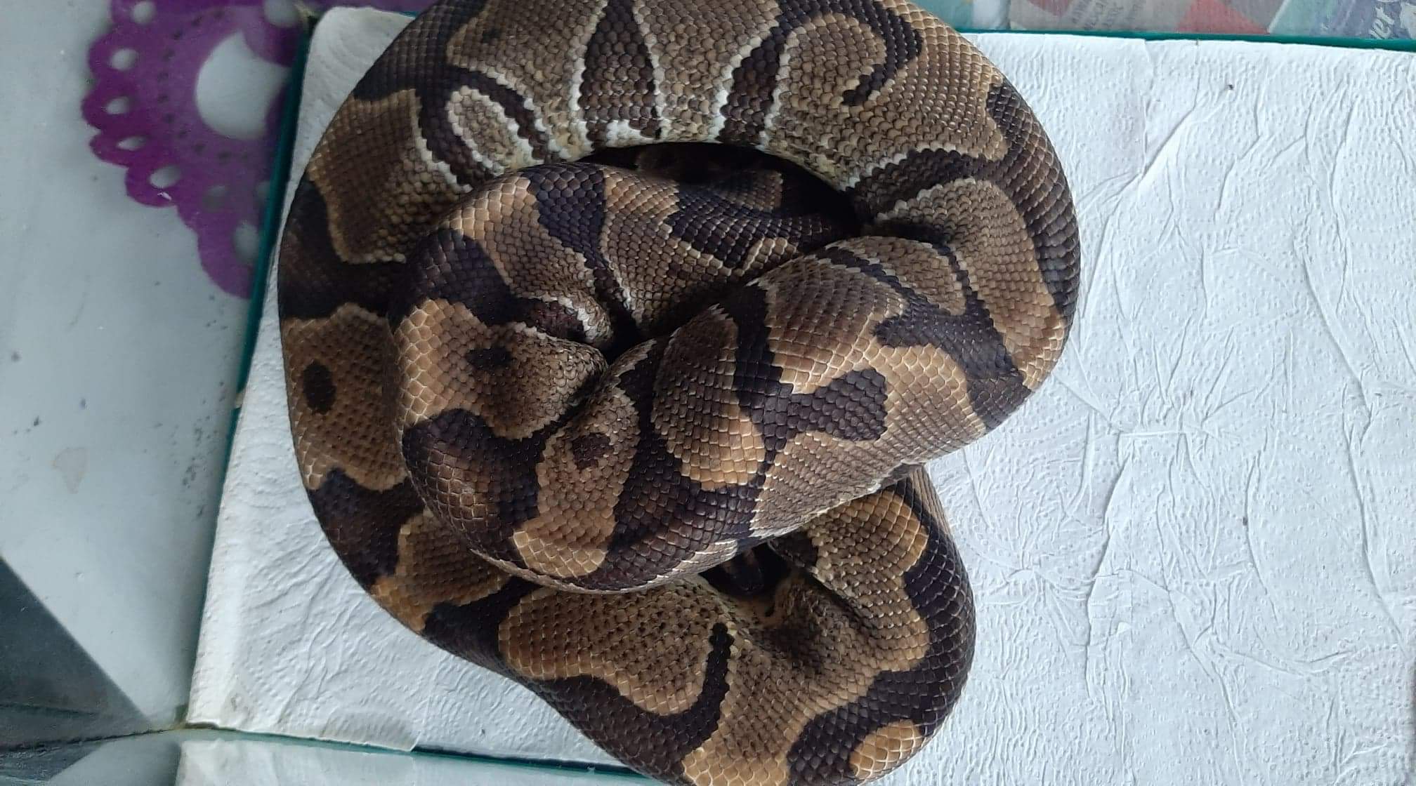 Jak pyton królewski znalazł się w hotelu? | wpoznaniu.pl