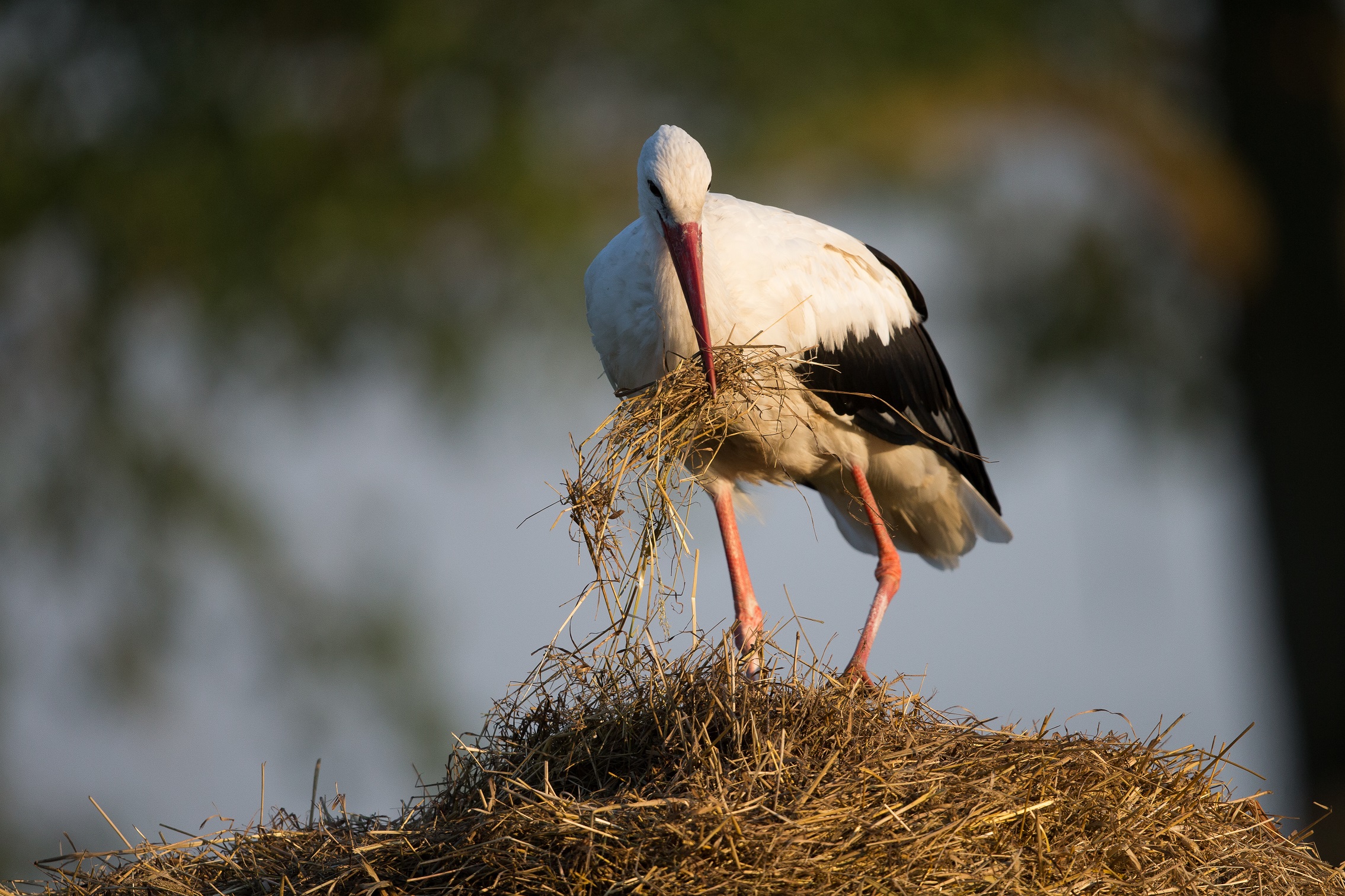 Bociany przylatują do Poznania wcześniej. Przez ocieplenie klimatu ...