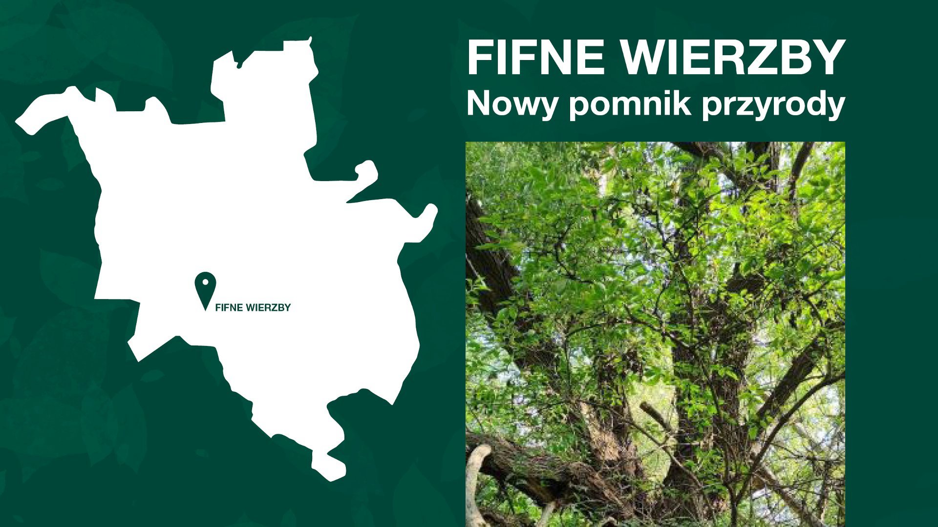 Fifne Wierzby - Poznań ma nowy pomnik przyrody | wpoznaniu.pl Fifne Wierzby - Poznań ma nowy pomnik przyrody | wpoznaniu.pl