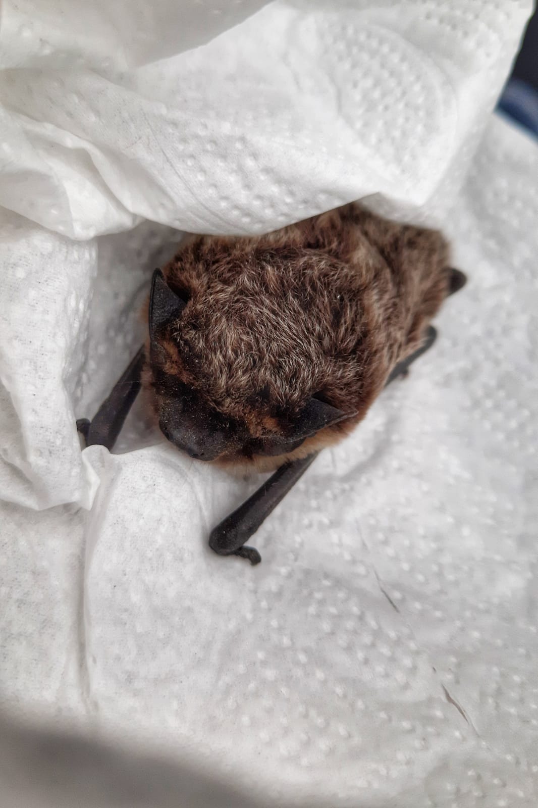 Dziecko "dostało" nietoperza w prezencie imieninowym | wpoznaniu.pl