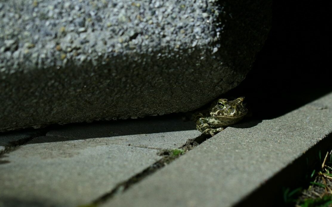 Sfotografowali każdą ropuchę żyjącą na Cytadeli. Wynik badań zaskakuje ...