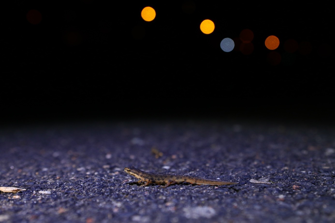 Specjalnie dla płazów zmienią oświetlenie na Traszkach Ratajskich ...