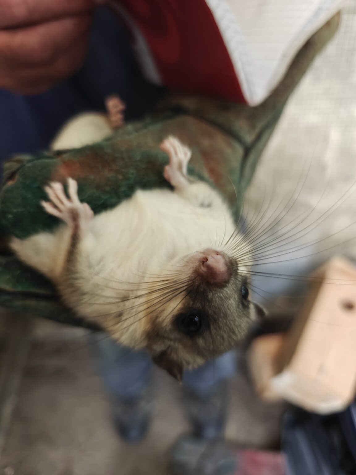 23 popielice szare są na wolności. To dzięki hodowcom z poznańskiego ...