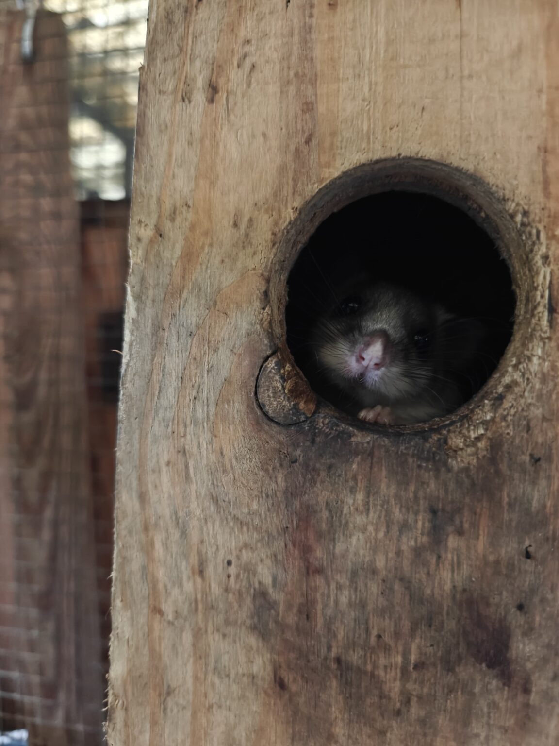 23 popielice szare są na wolności. To dzięki hodowcom z poznańskiego ...